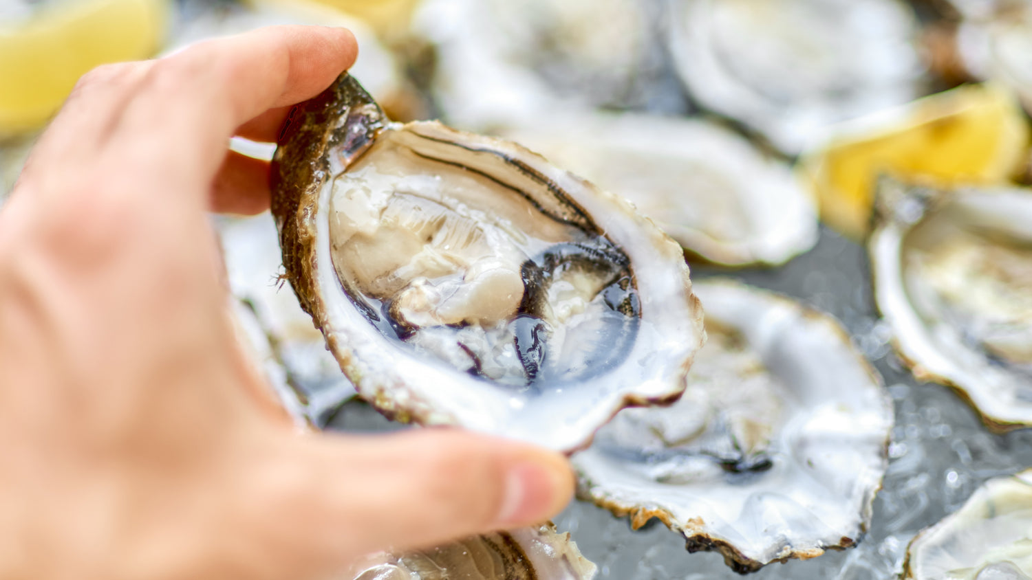 How to Shuck Oysters – Get Maine Lobster